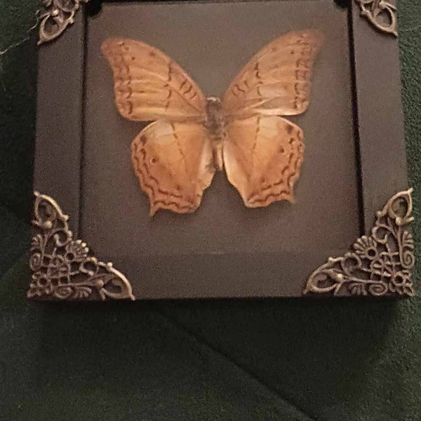 Real Framed Orange Butterfly Dried Insect Handmade Shadow Box Oddities ...