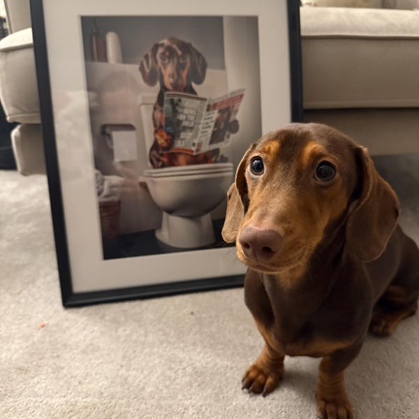 Brown Cockapoo on the Loo, Funny Toilet Humour Dog Print - Etsy