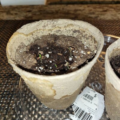 50 Blue Spruce Seeds, Colorado Christmas Trees picea Pungens Glauca - Etsy