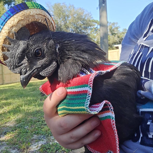 Scarecrow Costume for Chickens - Etsy