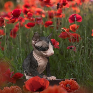 Maiden Tails Mermaid Tail Overlay Collection for PS & PSE Mermaid Tails ...