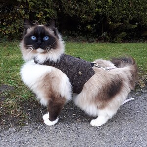 Red Dragon. Cat Walking Jacket. Difficult to Escape. Red | Etsy