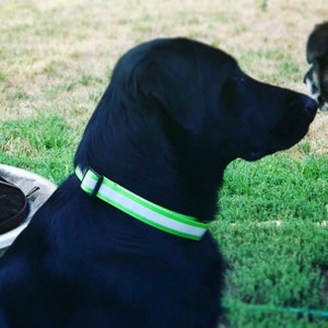 Personalized REFLECTIVE Dog Collar W Laser Engraved Buckle 11 ...