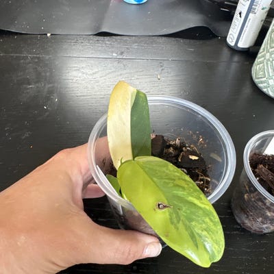 Teruno Pothos Venus Epipremnum Aureum 'venus' Terunoworld - Etsy