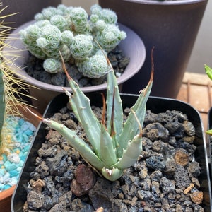 Large Form Curiosity Plant Cactus Cereus Peruvianus Monstrose - Etsy