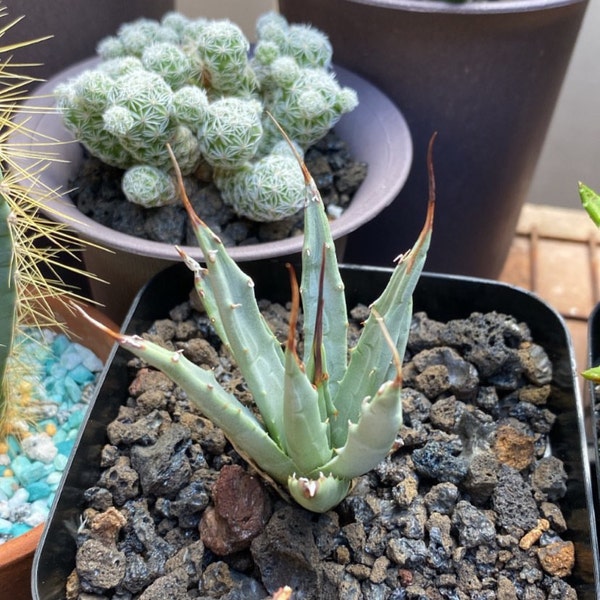 Large Form Curiosity Plant Cactus - Cereus Peruvianus Monstrose - Etsy