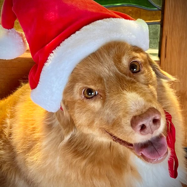 Simplicity Sewing Pattern 0682 - Series 2 Couturier Doll Clothes for 15 ...