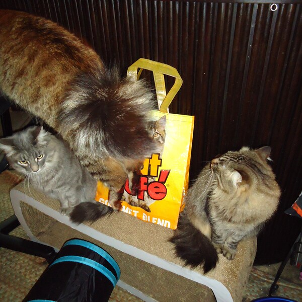 Inmate Birthday Card, Prison Greeting Card, Humorous Card, Jail Card ...