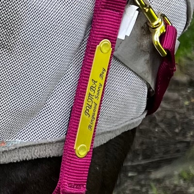Leather Horse Halter With Custom Brass Nameplate Made in the - Etsy