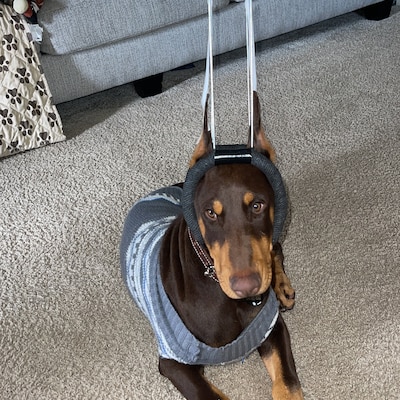 Doberman Ear Posting Brace - Etsy