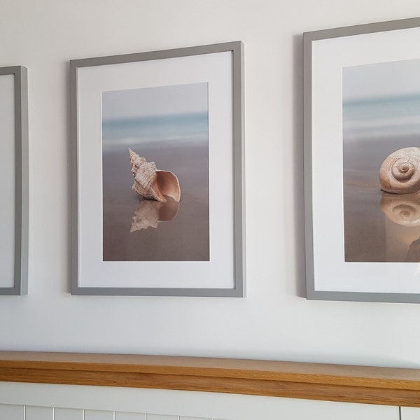Set of 3 Shell Prints, Shell Print Set, Seashell Print Set, Shell ...