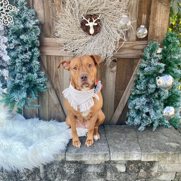 Macramé Dog Bandana With Fringe, Macramé Dog Collar, Adjustable Dog ...