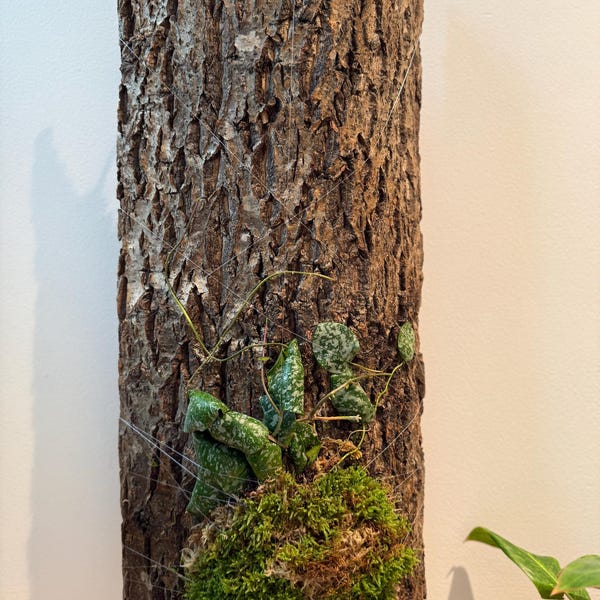 Choose From 5 Types of Florida Forest Sticks - Etsy