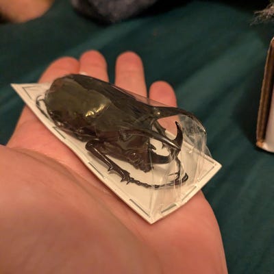 Riker Mount ONE Display Case Frame Shadow Box Choose Size - Etsy