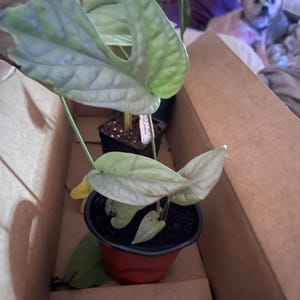 Spider Man Monstera “amydrium Silver” 4” Pot (ALL PLANTS Require You to ...
