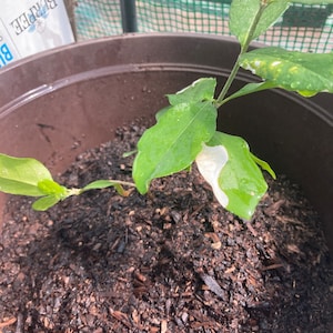 50 Seeds Blue Raspberry Bush SWEET EDIBLE Berry Fruits - Etsy