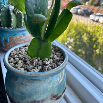 Pumice Substrate Ingredient for Succulent Cactus Bonsai Soil Mix ...