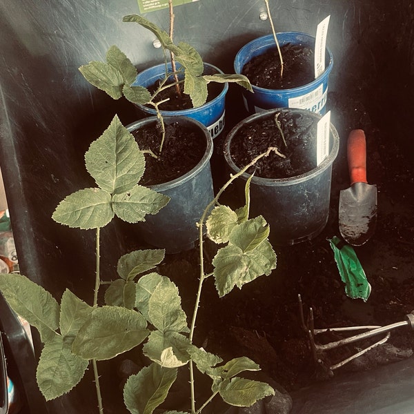 Cascade Harvest Red Raspberry- Very Large Firm Berries, Very Good ...