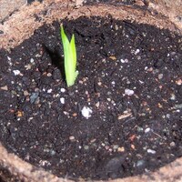 Wingstem Seeds - Etsy Canada