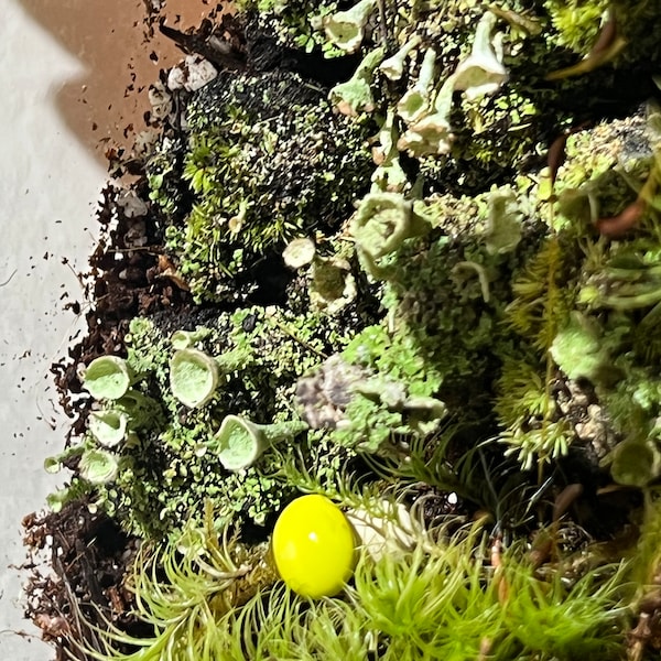 2 Pack Pixie Cup Live Lichen Moss for Terrariums Fairy Gardens Bonsai ...
