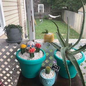 Grafted Colorful Three Moon Cactus Collection - Etsy