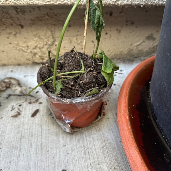 Parijatha Plant in Half-gallon Pot | Coral Jasmine | Harshringar ...