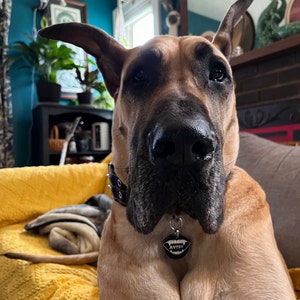 Personalized LED Dog Tag Light up Dog Tag Color Changing Stocking ...