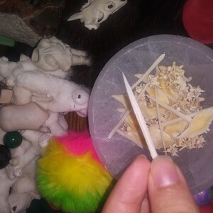 Ancient Fossilized Corax Shark Dinosaur Teeth Shark Teeth - Etsy