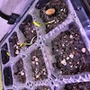 Pale Blue Rock Cress Groundcover Plant aubrieta Hybrida Graeca Pale ...