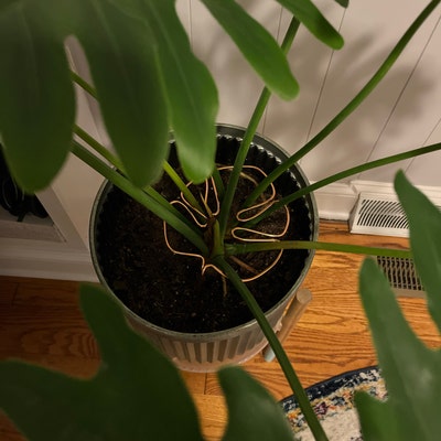 Monstera Shaped Plant Support Gold Coloured - Etsy