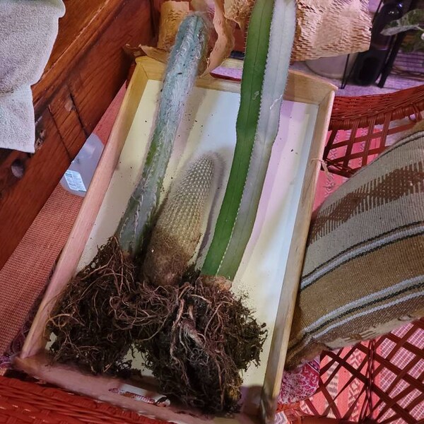1ft-4ft Cereus Peruvianus | Giant Peruvian Apple Cactus Cuttings - Etsy