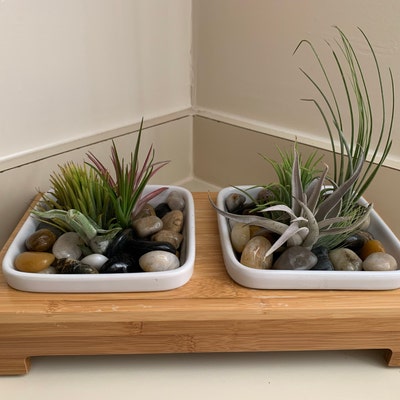 Tilly Boost 4oz Tillandsia & Bromeliad Food Air Plant Fertilizer ...