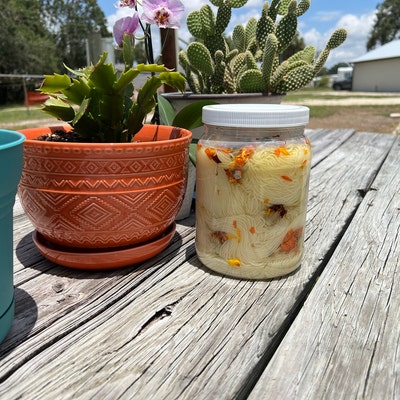 Indigofera Suffruticosa Seed Blue Guatamalan Indigo Anil - Etsy