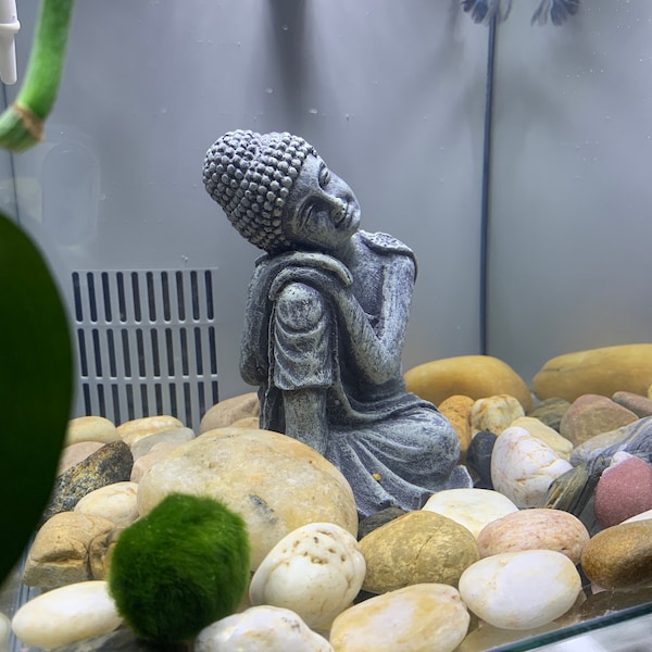 Large Java Moss Ball for Terrarium Planted Tank Live Aquarium ...