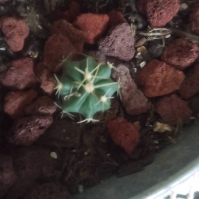 Neoraimondia Herzogianai baseball Bat Cactus 3.5 Inch Pot - Etsy