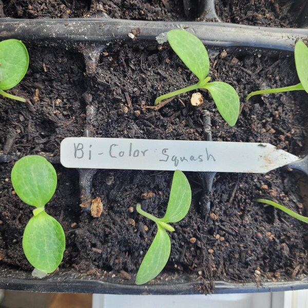 Asian Edible Luffa Seeds, Smooth Sponge Gourd, Muop Huong + Free GIFT ...