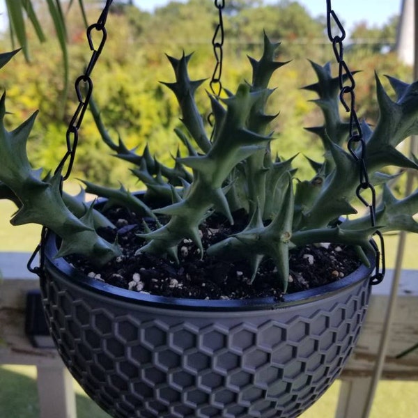 Orbea Stapelia Schweinfurthii, 4 Inch Rare Orange Flowering Huernia ...
