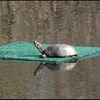 Turtle Raft - Etsy