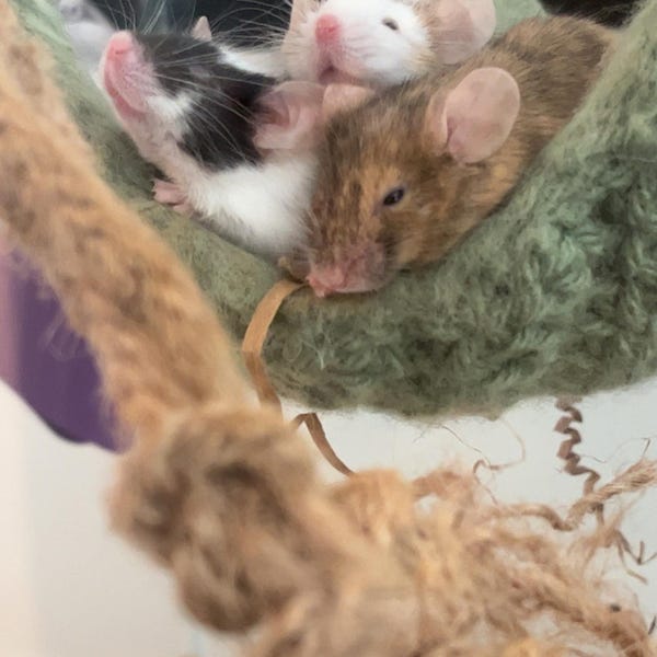 Mouse Hanging Hammock for Small Animals Cage Hammock for Multiple Mice ...