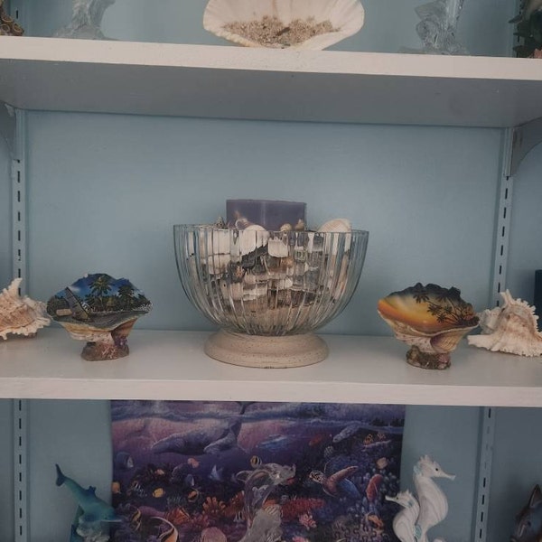 Sea Shells, Beach Home Decor, Large Sea Shells, Murex Ramosus Shell ...