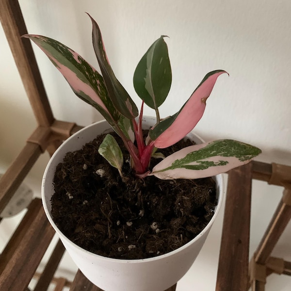 Desert Rose ‘double Noble’ Starter Plant (ALL STARTER PLANTS Require ...