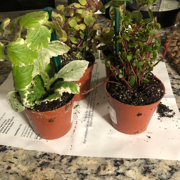 Foliage Gift Box, Box of 2 - Etsy