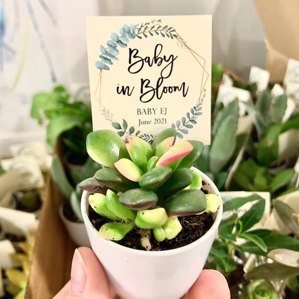 Baby in Bloom Favor Tags Watch Me Grow Tags Succulent Favor Tags Plants ...