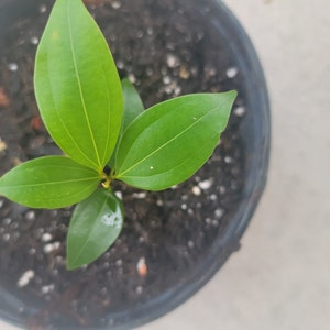 Blue Jaboticaba Seedling Myrciaria Vexator Fake Jaboticaba - Etsy