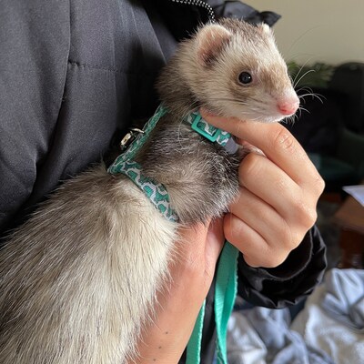 Ferret Harness Set With Leash Strawberry - Etsy