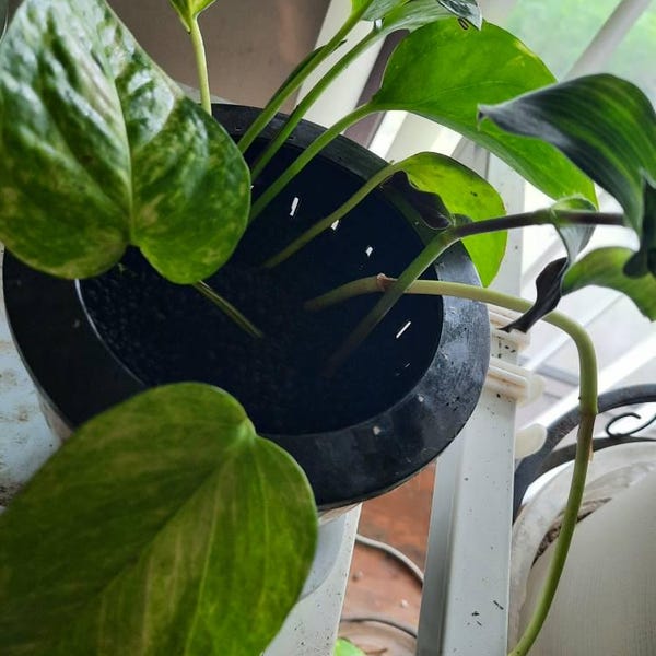 Fernando Fire Pothos Cutting. 3 Fresh Cuttings - Etsy