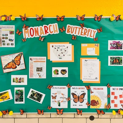 Butterfly Life Cycle Bulletin Board Kit. Monarch Butterfly Experiment ...