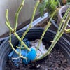 Rose 'mauritia' 远古大陆 1 Gal Live Plant Shrub Rose - Etsy