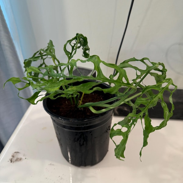 Monstera Obliqua Peru | Monstera Peru Obliqua | Fully Rooted Monstera ...
