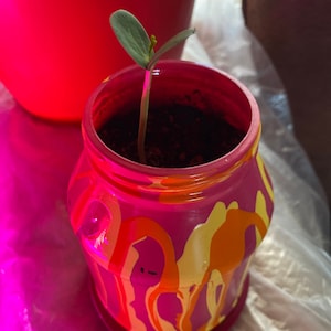 Palo Verde Tree, Cercidium Floridium, Showy Tree, Yellow Desert Bloomer ...